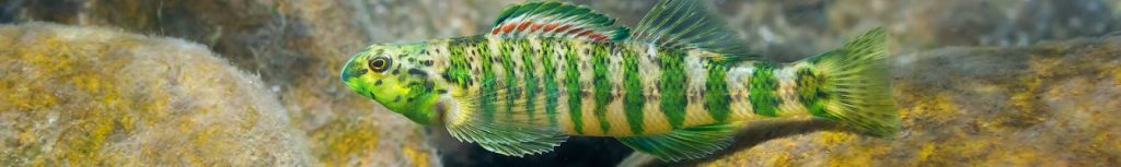 Species Profile: Apalachian Elktoe – Little Tennessee Native Fish ...