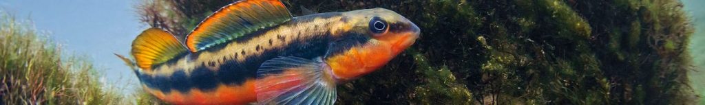 Species Profiles – Little Tennessee Native Fish Conservation Area