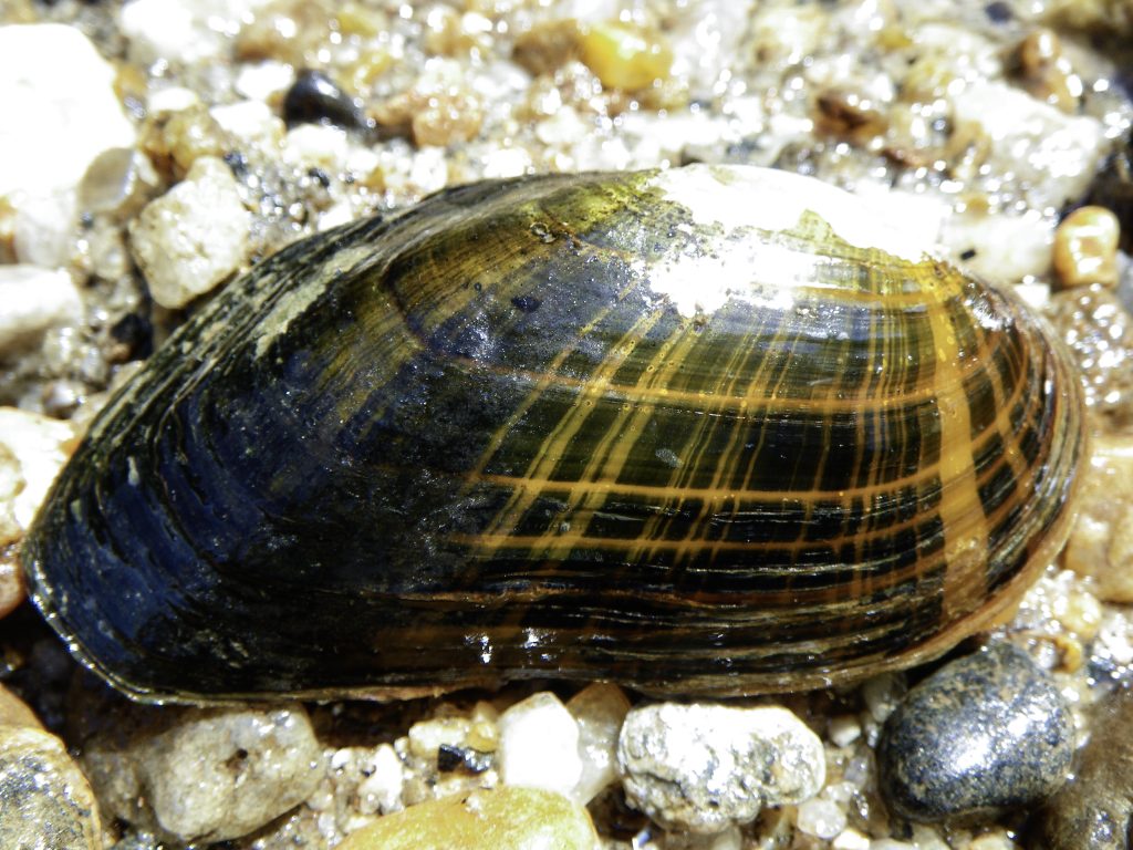 Species Profile: Apalachian Elktoe – Little Tennessee Native Fish ...