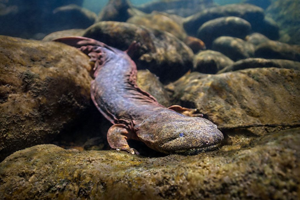 Our Work Area – Little Tennessee Native Fish Conservation Area